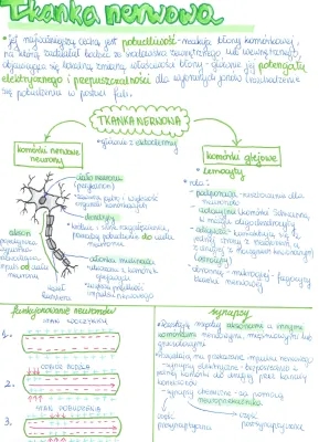 Proste wyjaśnienie: Budowa i funkcje tkanki nerwowej: wszystko, co powinieneś wiedzieć (Biologia ...