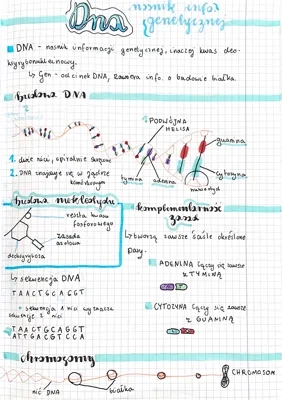 DNA i Chromosomy: Co to Jest i Za Co Odpowiadają? (Biologia) jako PDF - Knowunity