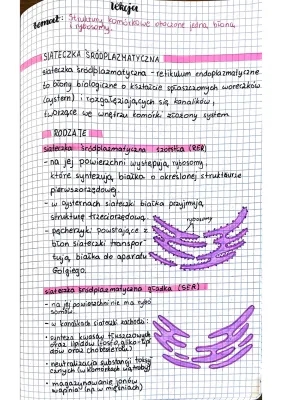 Siateczka Śródplazmatyczna Gładka i Szorstka - Budowa i Funkcje ...