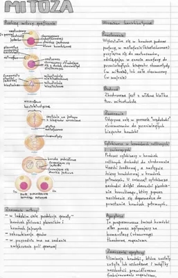 Mitoza i Apoptoza: Etapy, Znaczenie, i Wrzeciono Kariokinetyczne ...