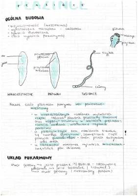 Płazińce: Budowa, Oddychanie i Gdzie Żyją (Biologia) - Knowunity