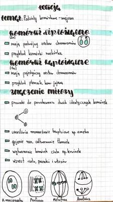 Proste wyjaśnienie: Mitoza i Mejoza: Co to Jest i Jak Działa (Biologia ...