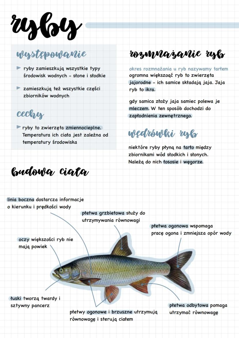 Budowa ryby i znaczenie ryb w przyrodzie - lekcja dla dzieci (Biologia ...