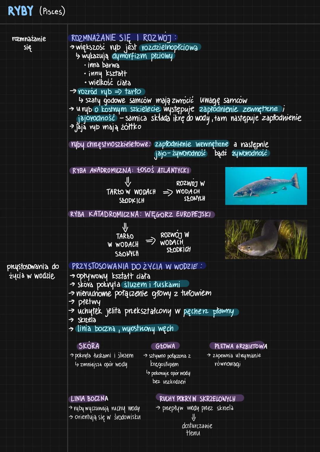 Proste wyjaśnienie: Budowa i Opis Ryb - Klasy 2, 3, 6 (Biologia ...