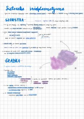 Siateczka śródplazmatyczna: szorstka i gładka – funkcje i budowa ...