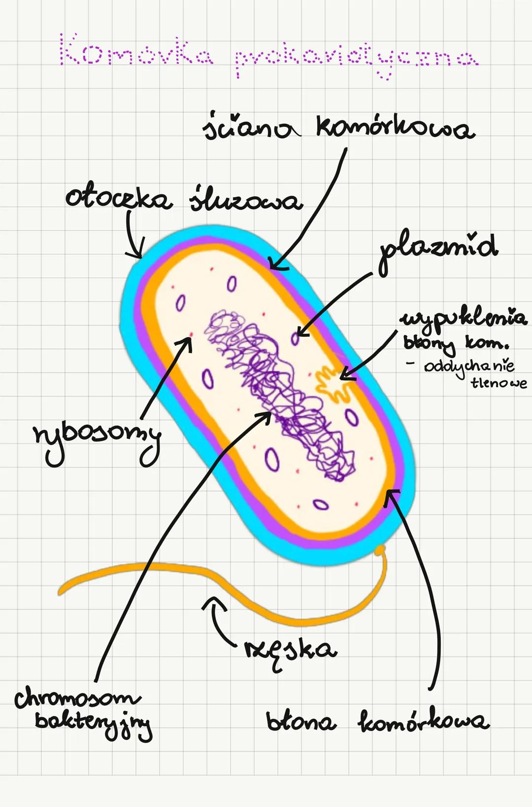 Budowa i funkcje komórek eukariotycznych i prokariotycznych - rodzaje ...