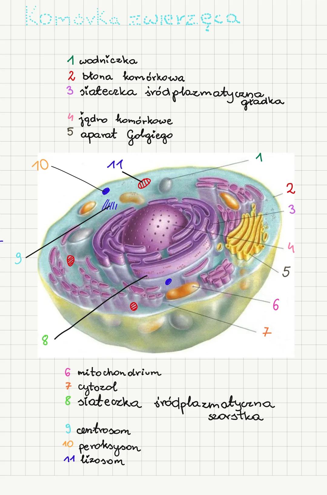 Budowa i funkcje komórek eukariotycznych i prokariotycznych - rodzaje ...
