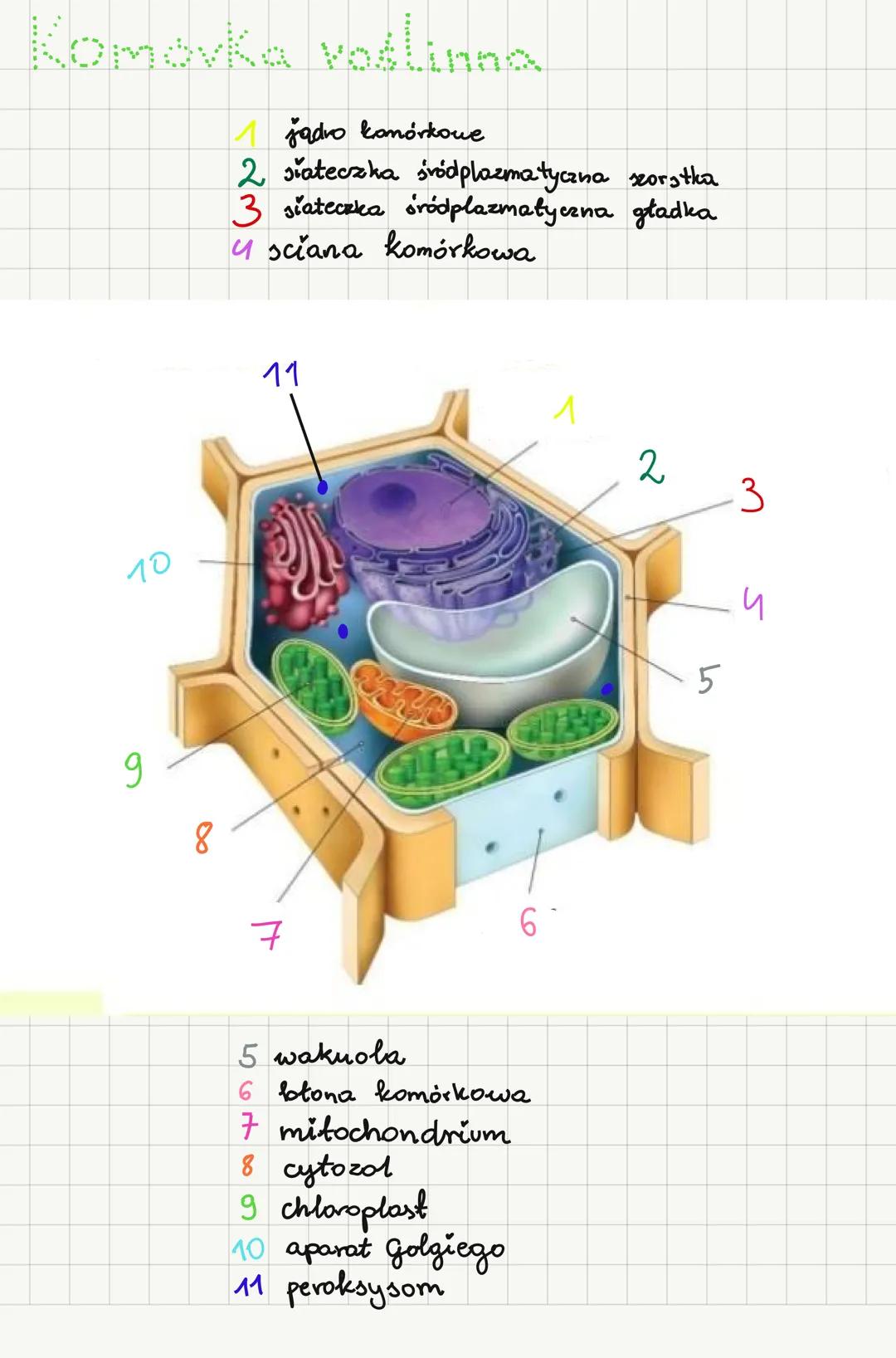 Budowa i funkcje komórek eukariotycznych i prokariotycznych - rodzaje ...