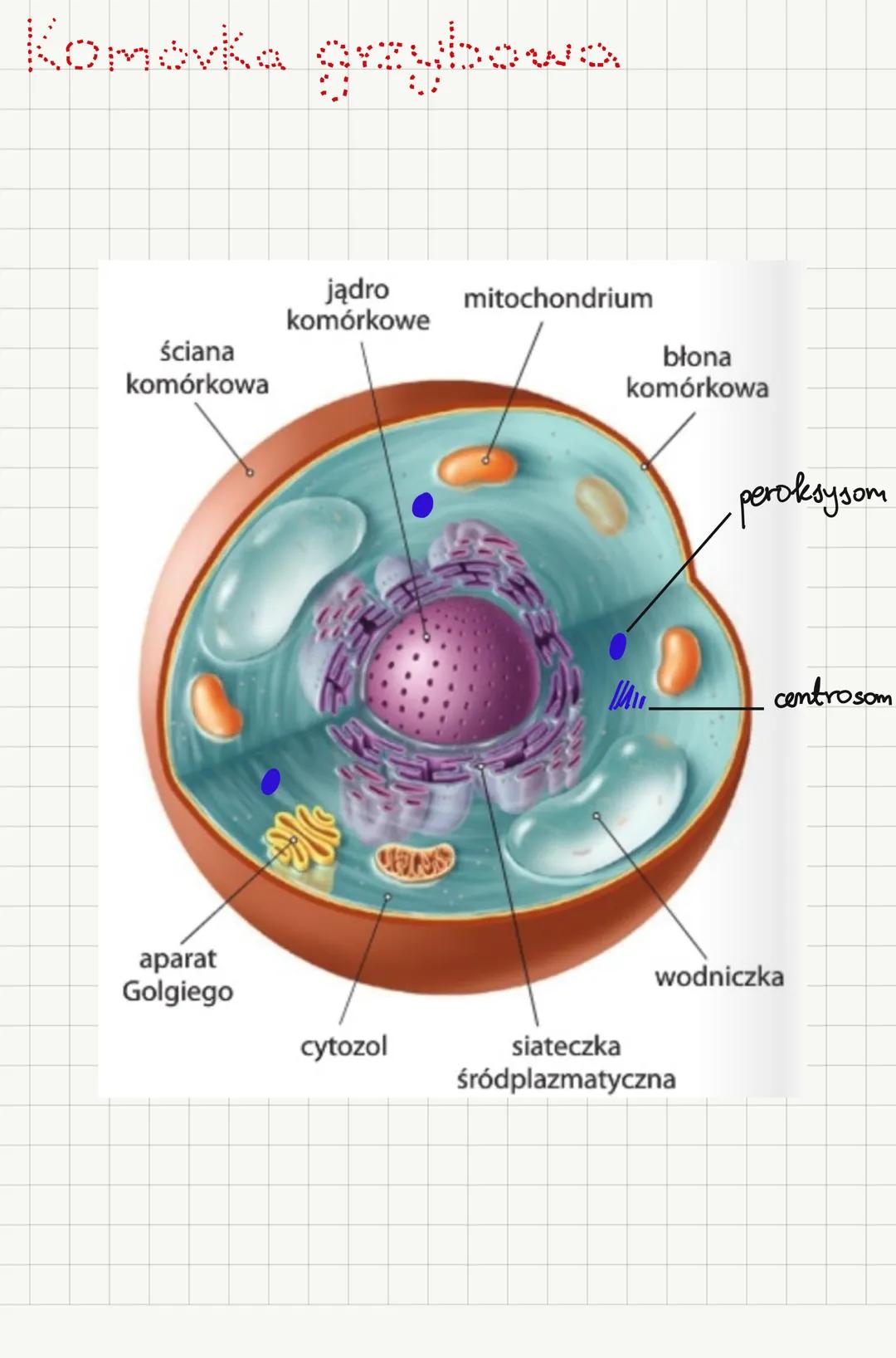 Budowa i funkcje komórek eukariotycznych i prokariotycznych - rodzaje ...
