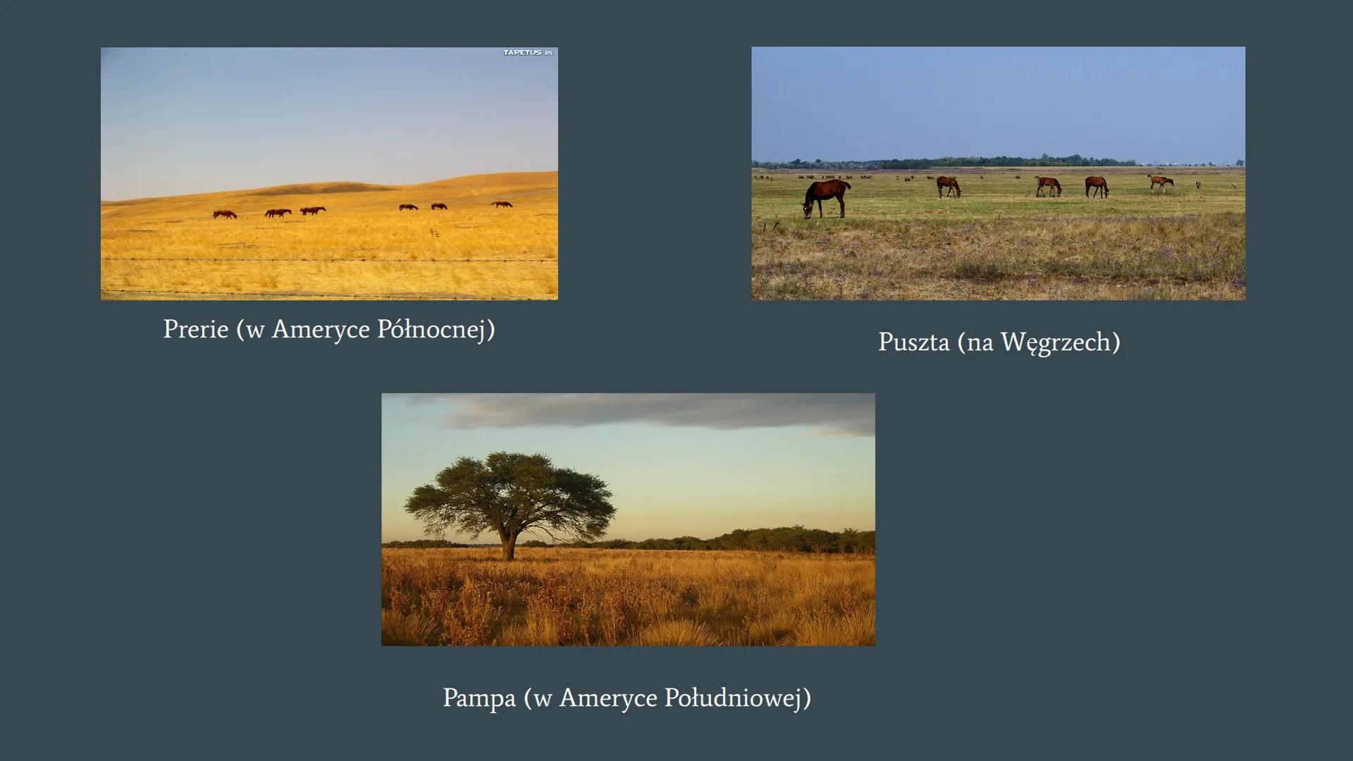 Strefy Roślinne na Ziemi: Jakie Rośliny i Zwierzęta Żyją w Stepie ...