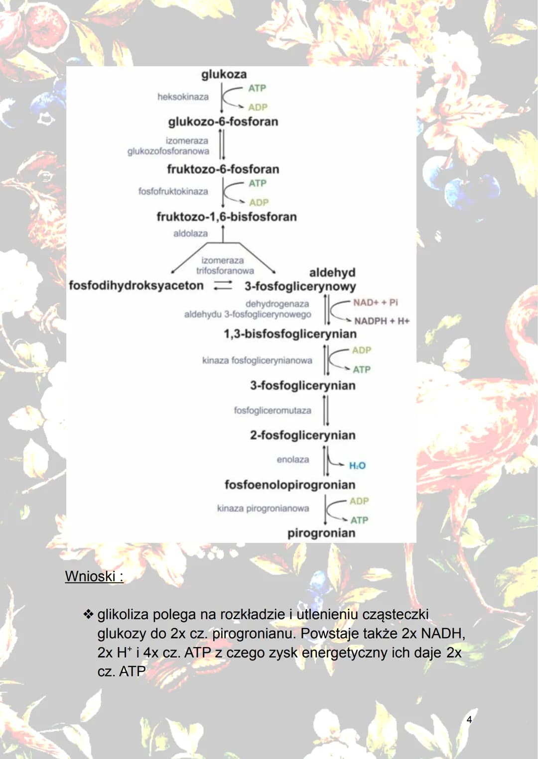 Czym jest oddychanie tlenowe? Etapy, schemat i więcej! (Biologia ...