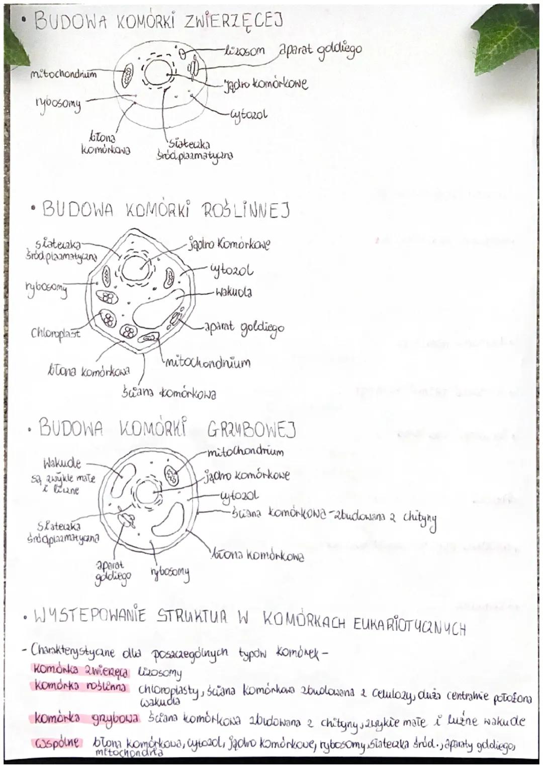 Budowa i funkcje komórki eukariotycznej - notatka do podręcznika ...