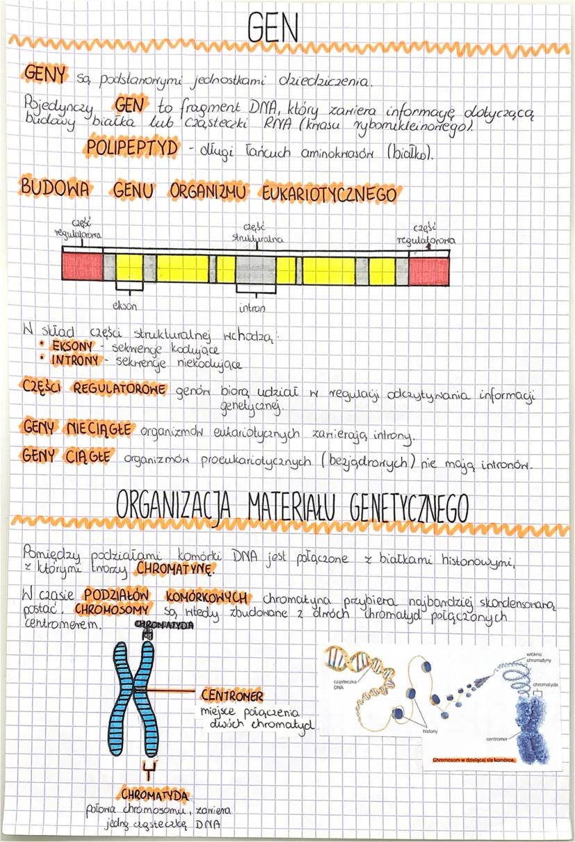 Proste wyjaśnienie: Gen a genom: Budowa i rola kwasów nukleinowych w ...