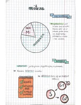 Budowa i funkcje jądra komórkowego - prosty przewodnik (Biologia ...