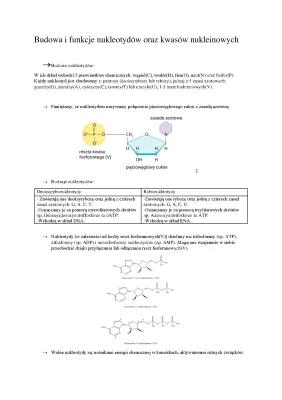 Odkrywamy RNA i DNA: Budowa, Rodzaje i Zasady Azotowe (Biologia) jako ...