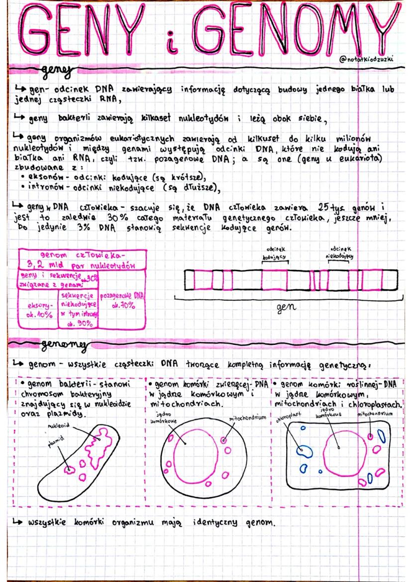 Proste wyjaśnienie: Co to jest gen i genom? – Odkrywamy budowę i rolę ...