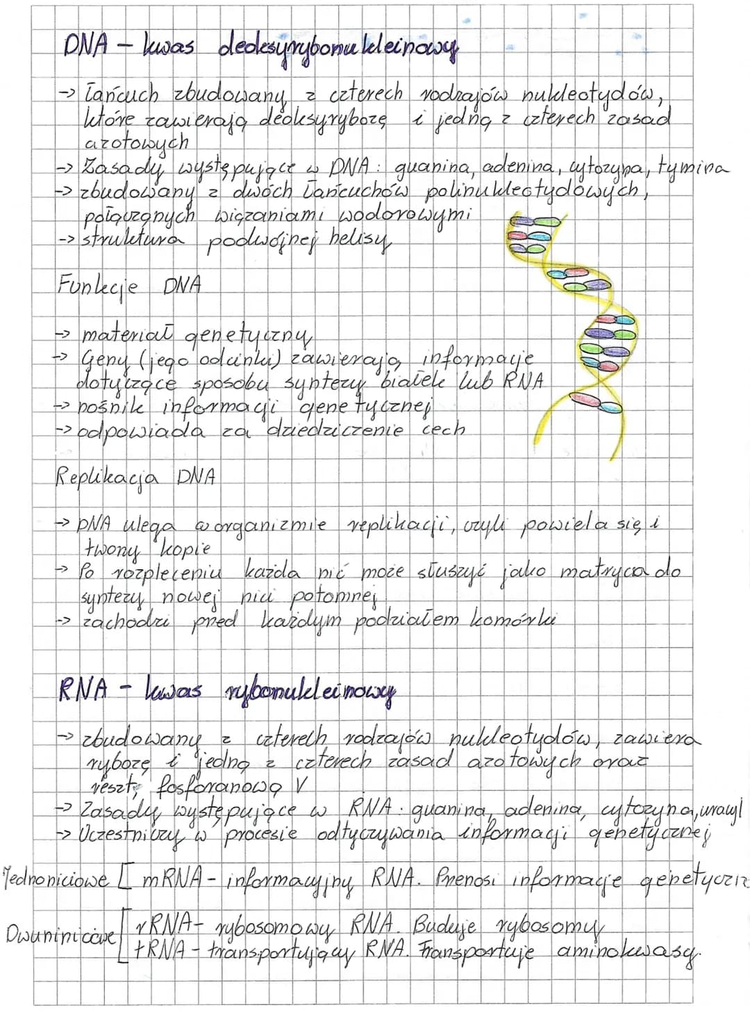 Budowa i Funkcje Nukleotydów: DNA, RNA i Więcej (Biologia) - Knowunity