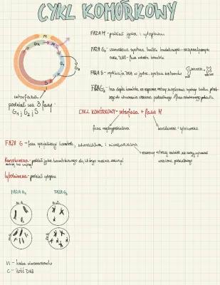 Mitoza i Mejoza - Fazy i Podziały Komórkowe (Biologia) - Knowunity
