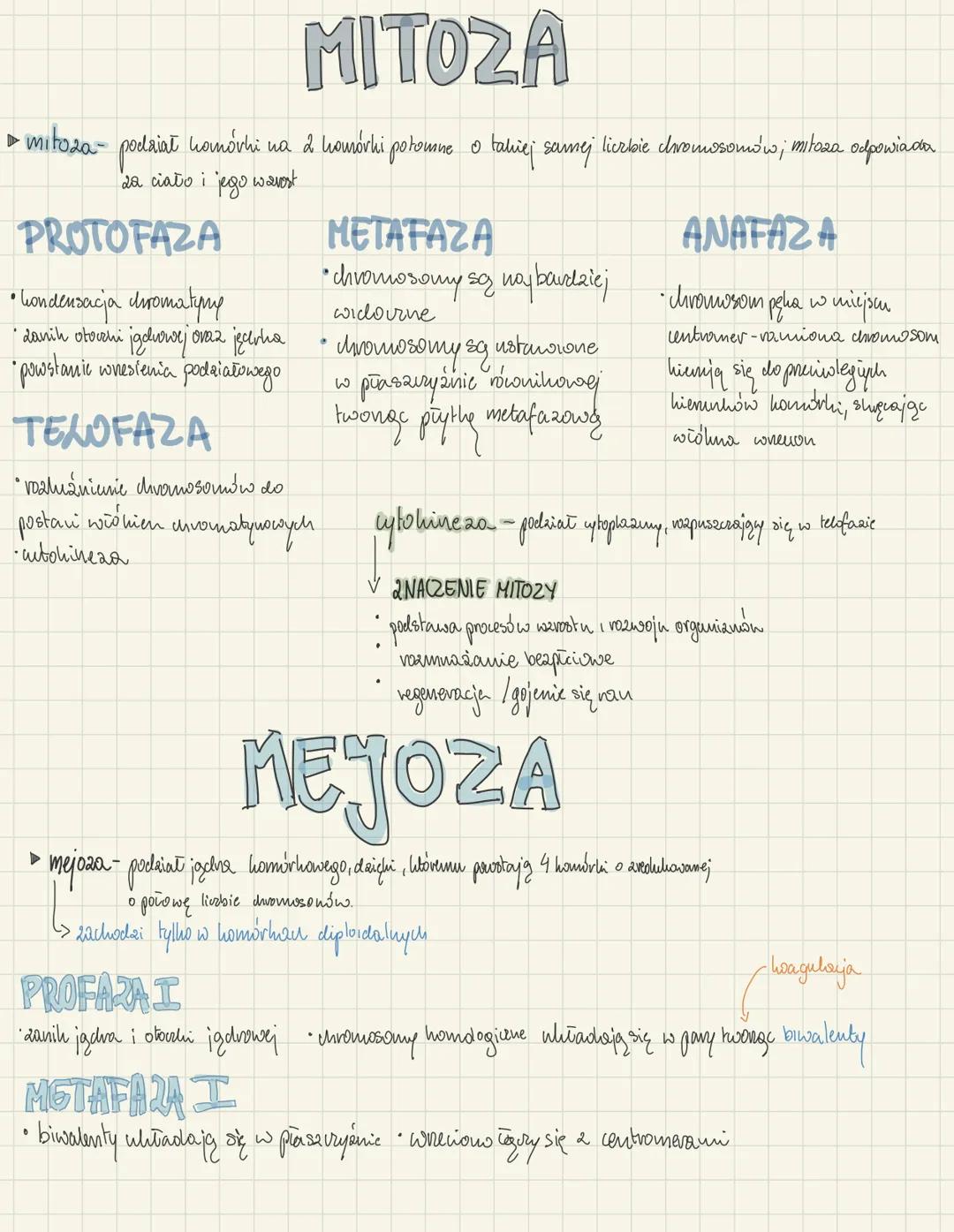 Proste wyjaśnienie: Mitoza i Mejoza: Porównanie, Liczba Chromosomów ...