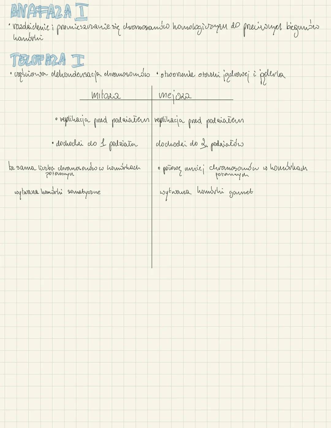 Proste wyjaśnienie: Mitoza i Mejoza: Porównanie, Liczba Chromosomów ...