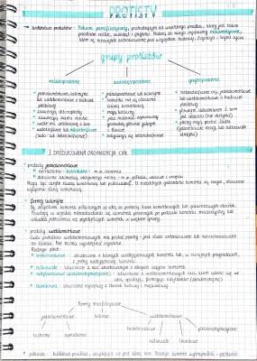 Siateczka śródplazmatyczna: szorstka i gładka – funkcje i budowa ...