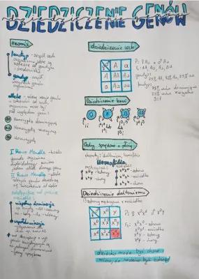 Dziedziczenie cech u człowieka - Geny recesywne i dominujące, krzyżówki ...