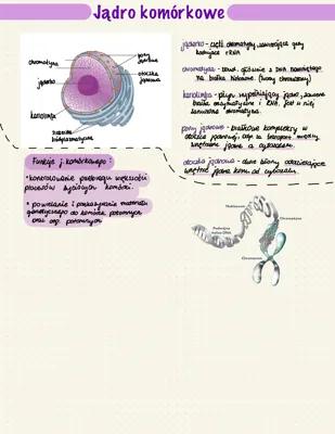 Mitoza i Mejoza - Fazy i Podziały Komórkowe (Biologia) - Knowunity