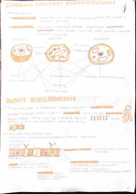 Transport przez błony biologiczne: Wszystko, co musisz wiedzieć (Biologia) jako PDF - Knowunity