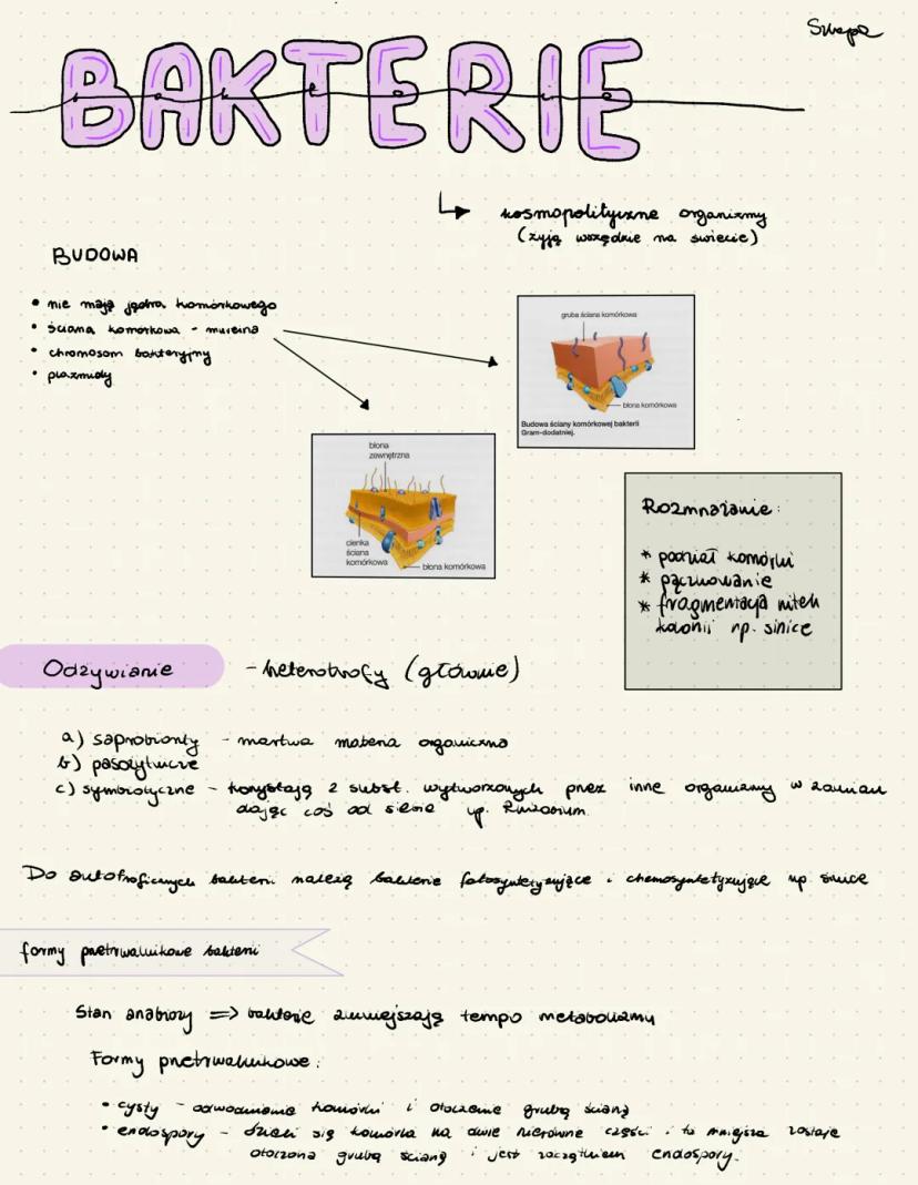 Bakterie Gram-Dodatnie i Gram-Ujemne: Przykłady, Różnice i Choroby ...