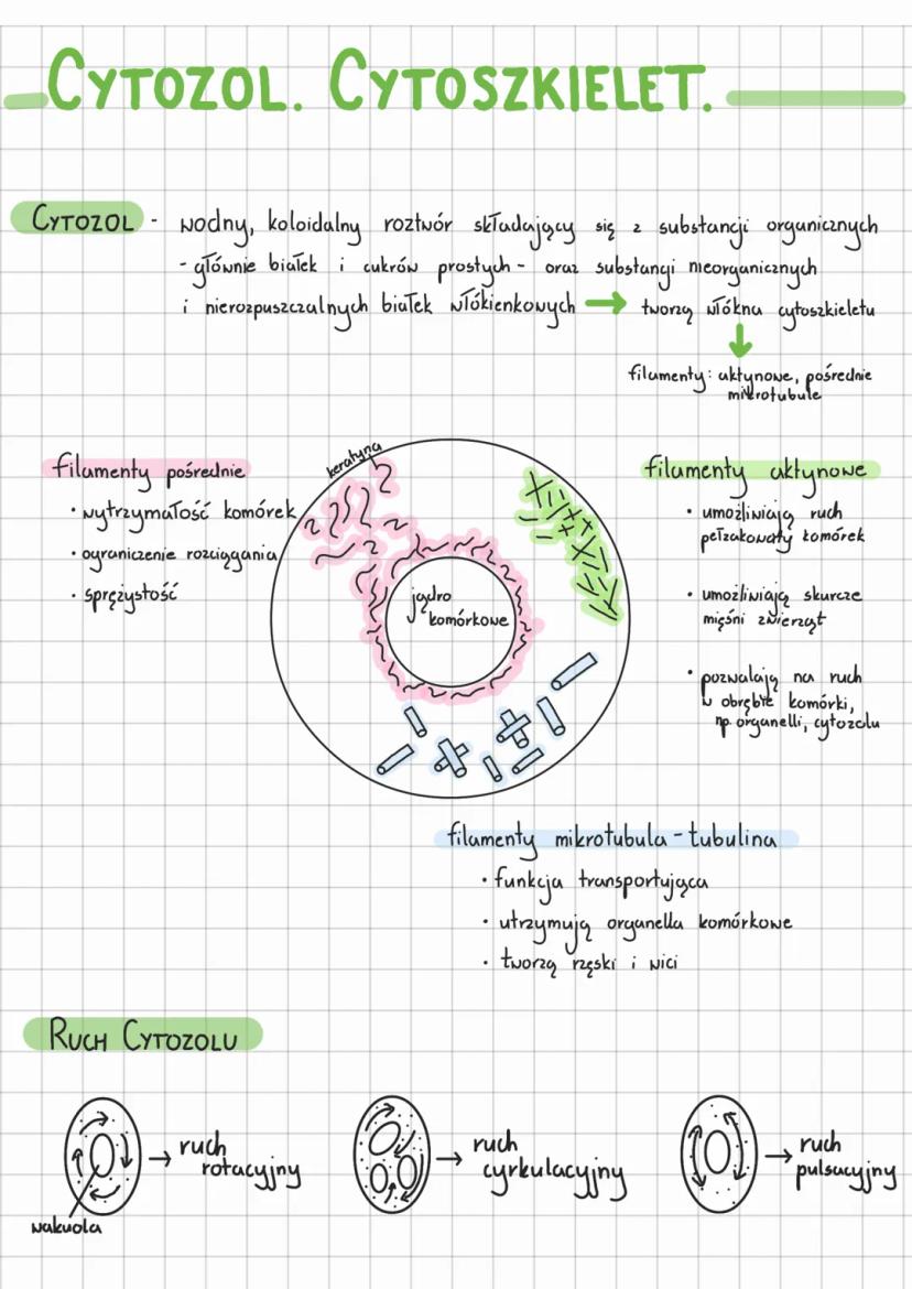 Cytoszkielet - Jak Działa i Co To Jest? (Biologia) - Knowunity