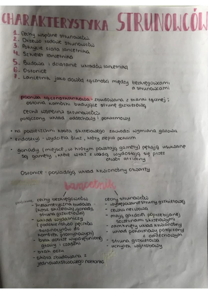 Proste wyjaśnienie: Charakterystyka strunowców - test, przykłady ...