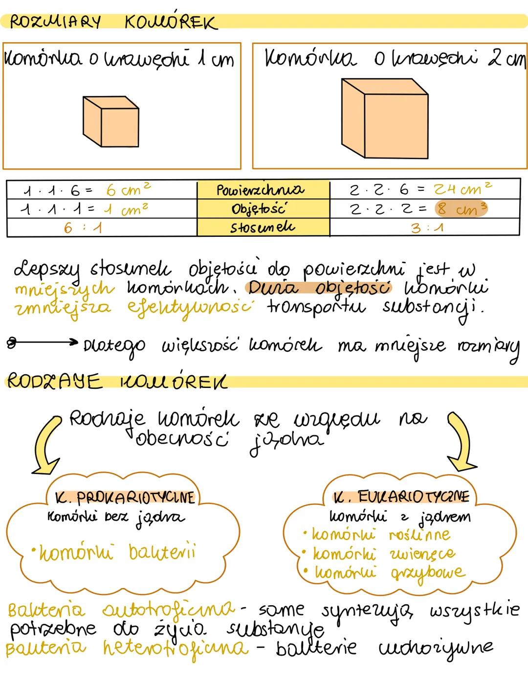 Proste wyjaśnienie: Rodzaje komórek: Budowa, funkcje i różnice między ...