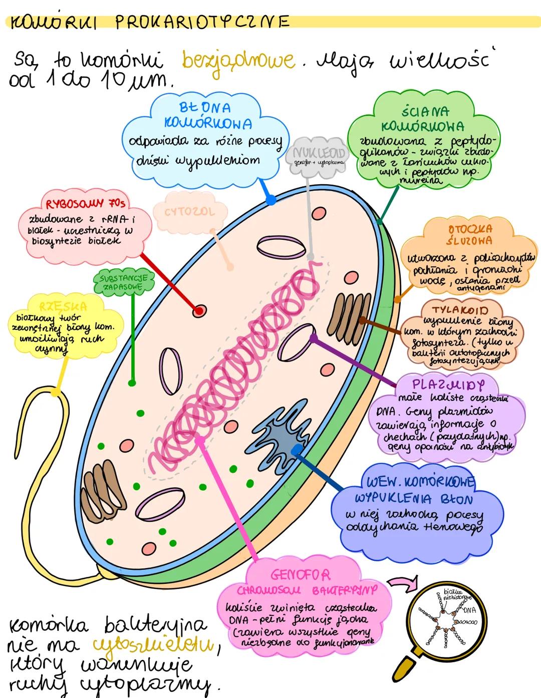 Proste wyjaśnienie: Rodzaje komórek: Budowa, funkcje i różnice między ...