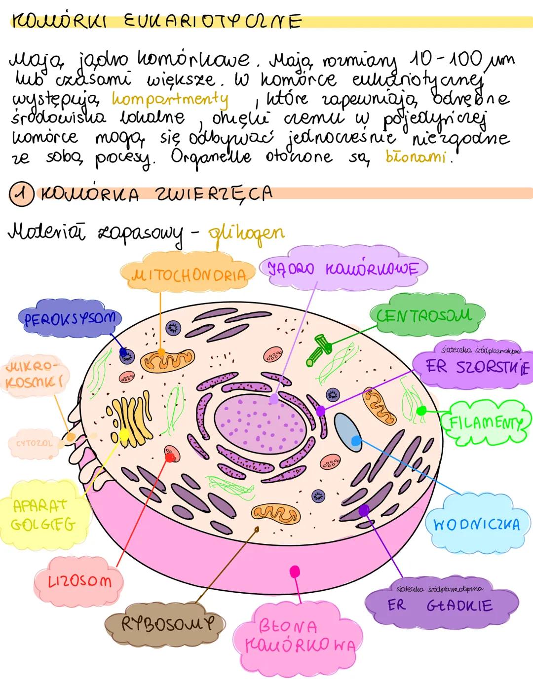 Proste wyjaśnienie: Rodzaje komórek: Budowa, funkcje i różnice między ...