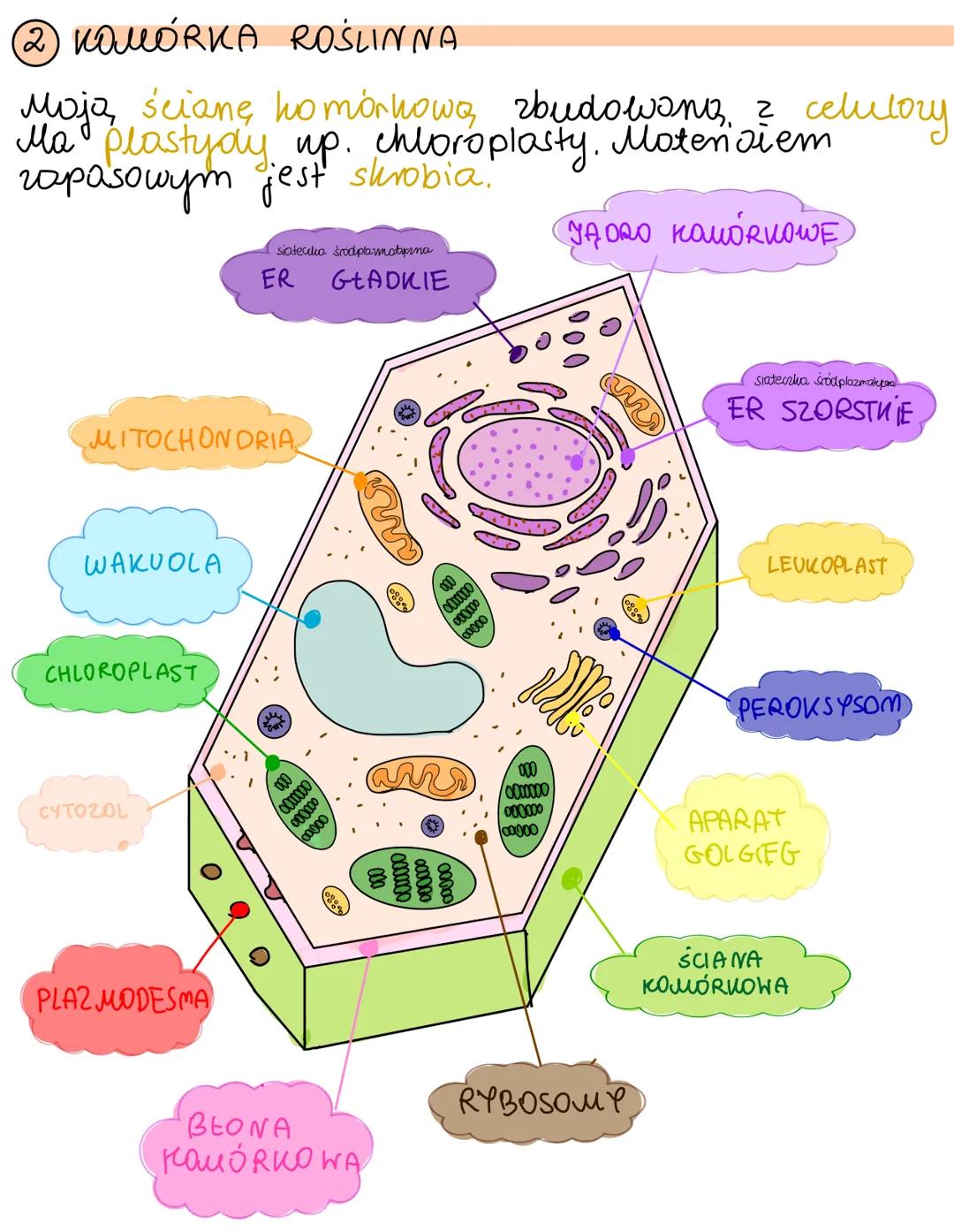 Proste wyjaśnienie: Rodzaje komórek: Budowa, funkcje i różnice między ...