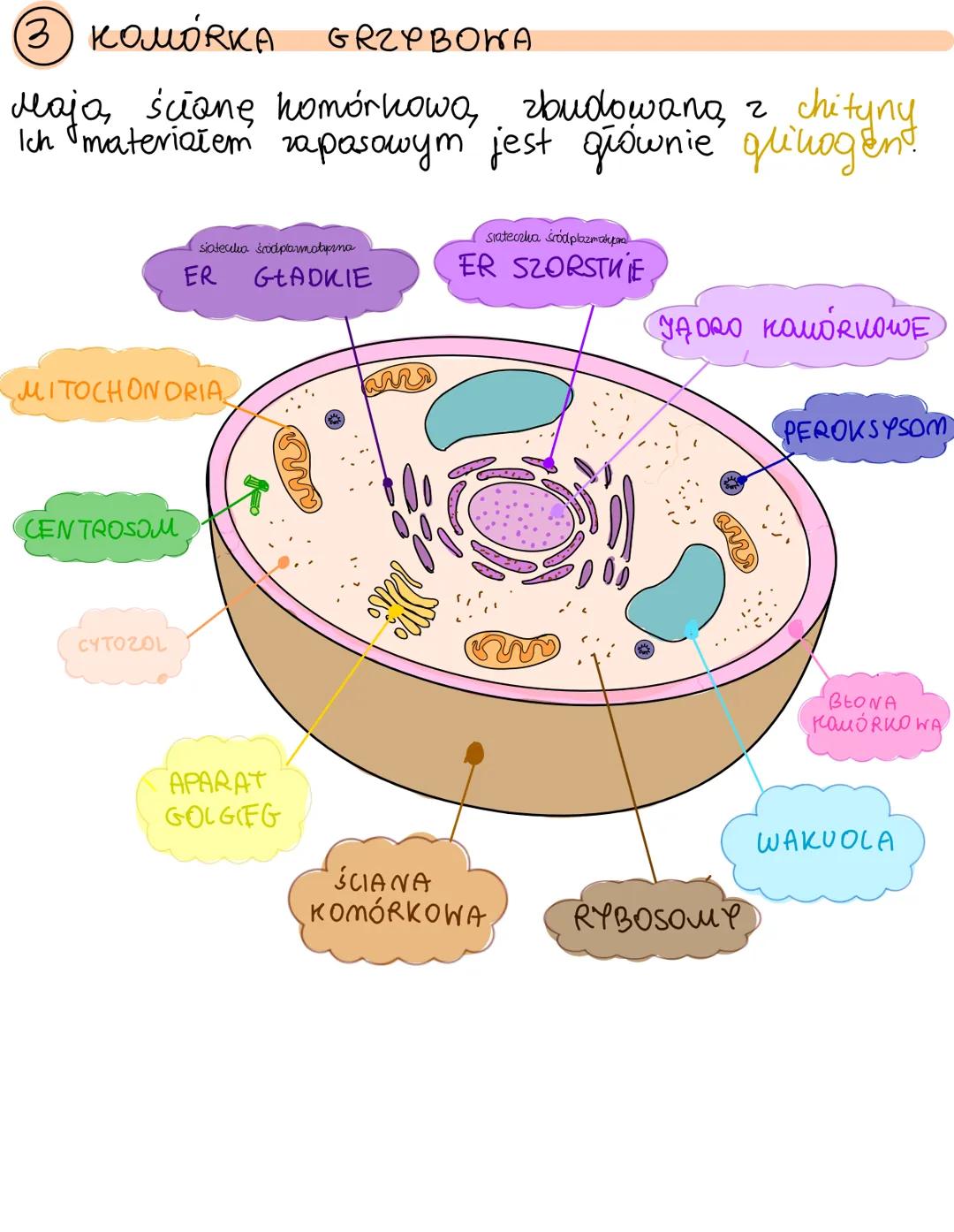 Proste wyjaśnienie: Rodzaje komórek: Budowa, funkcje i różnice między ...