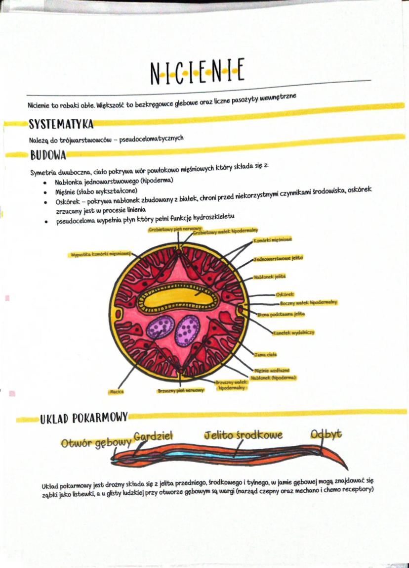 Jak wyglądają i gdzie żyją nicienie - Rodzaje i budowa (Biologia ...