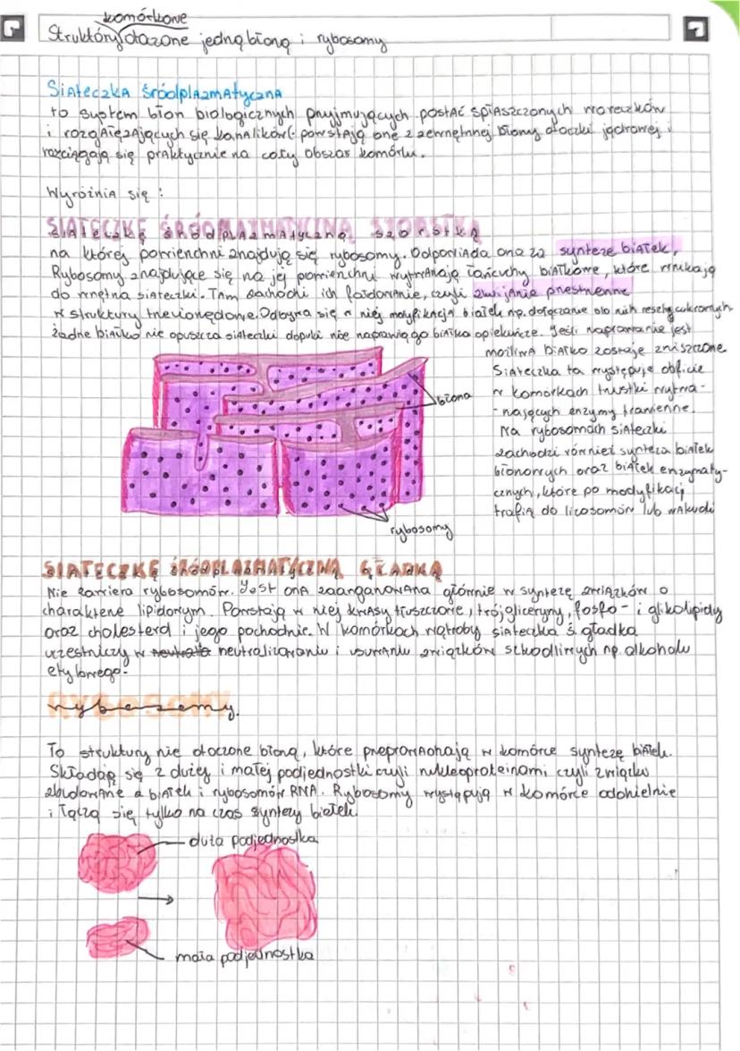 Siateczka śródplazmatyczna: szorstka i gładka – funkcje i budowa ...