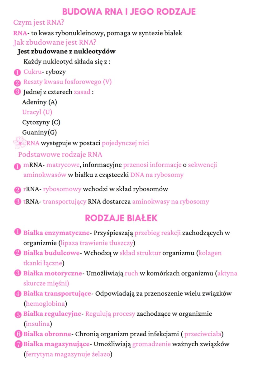 Odkrywamy RNA i DNA: Budowa, Rodzaje i Zasady Azotowe (Biologia) jako ...