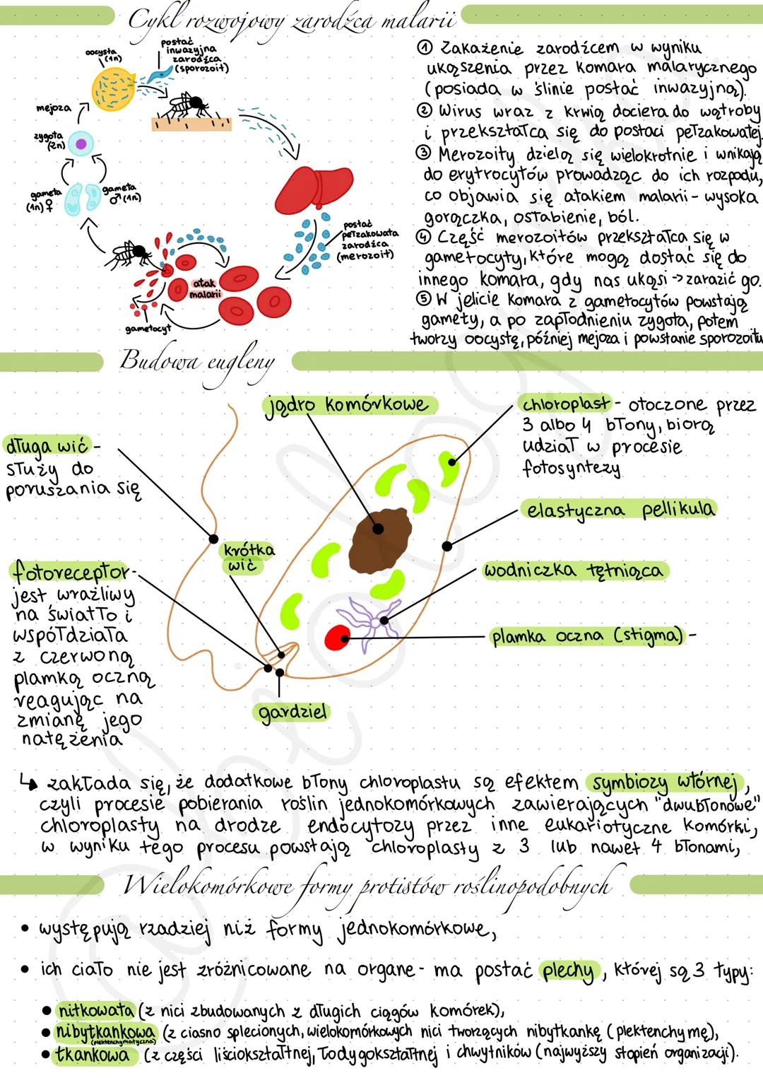 Proste wyjaśnienie: Protisty: Co to jest? Przykłady i Budowa Protistów ...