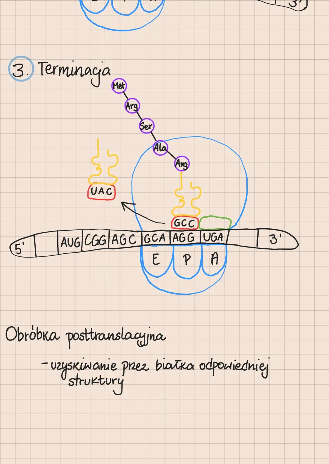 Genetyka molekularna (Biologia) - Knowunity