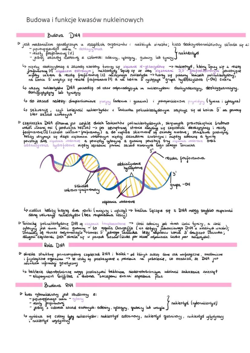 Proste wyjaśnienie: Budowa i różnice DNA i RNA - dla dzieci (Biologia ...
