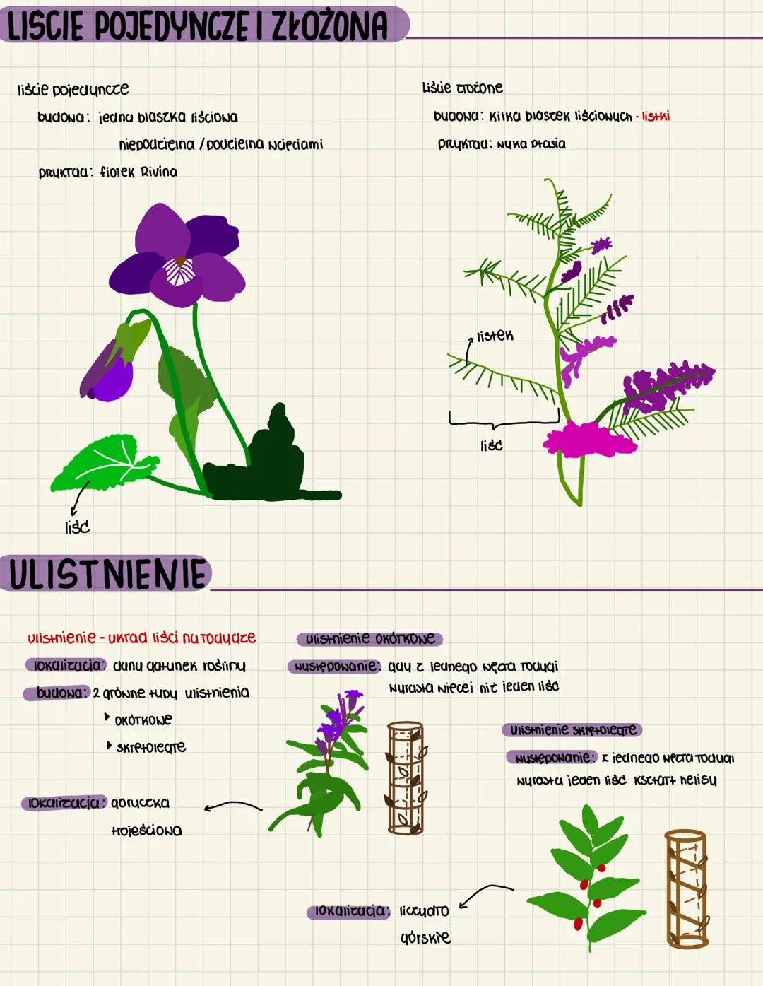 Proste wyjaśnienie: Cudowny świat liści: Budowa, funkcje i rodzaje liści (Biologia) - Knowunity