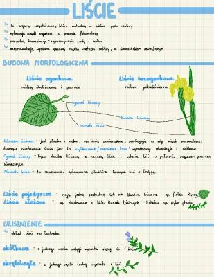 Budowa i funkcje łodygi dla klasy 5: Rodzaje, modyfikacje i przykłady ...