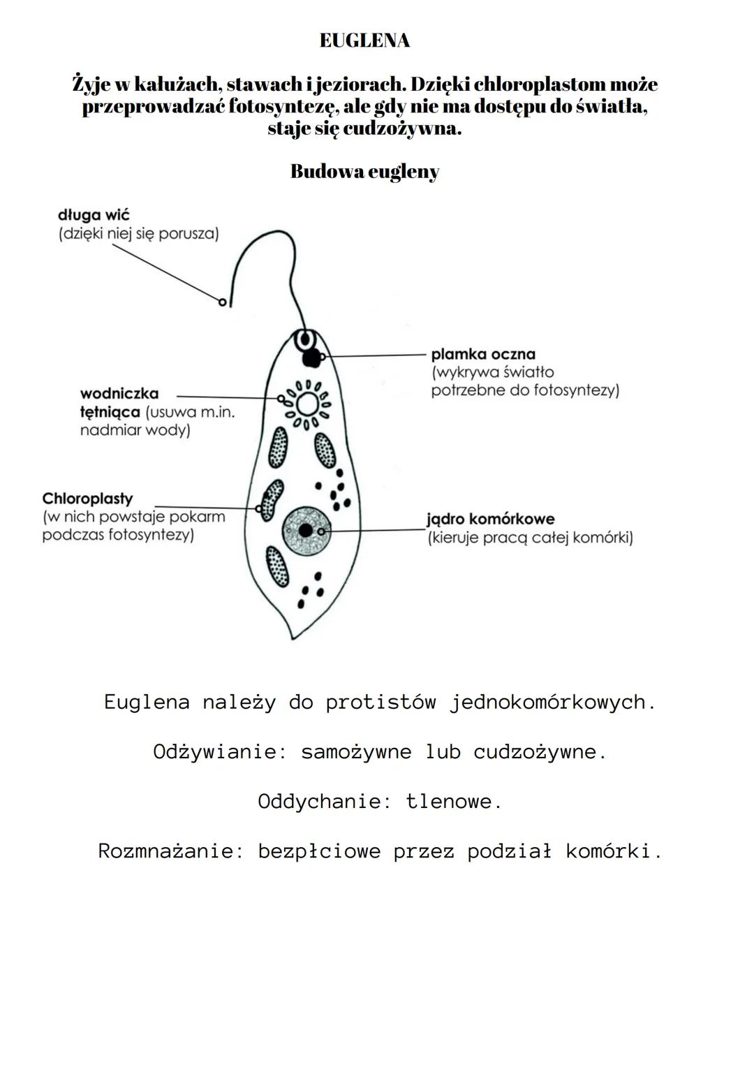 Proste wyjaśnienie: Jak odżywia i rozmnaża się pantofelek? Czy ...