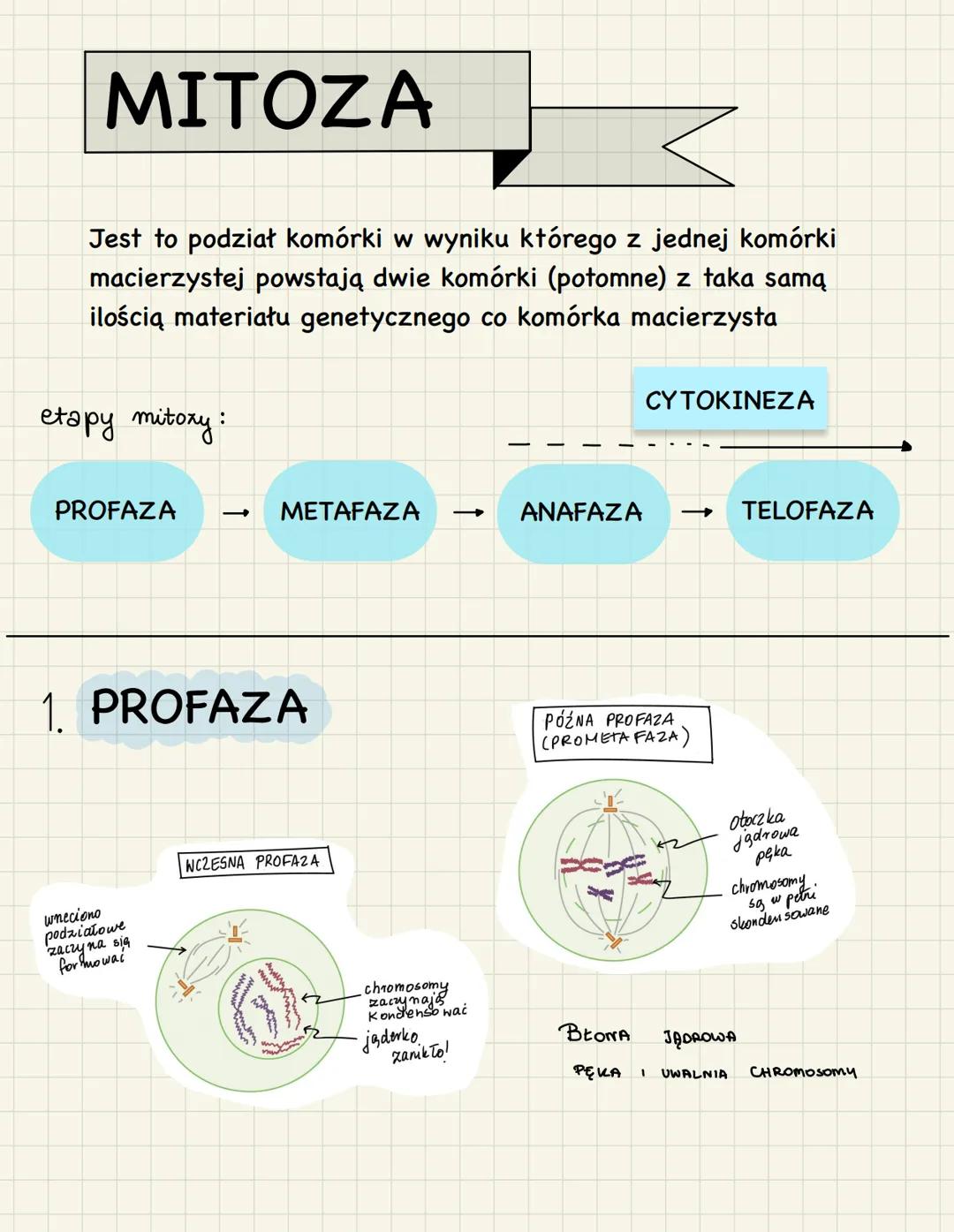 Cykl komórkowy i jego fazy - Fazy mitozy i mejozy, replikacja DNA ...