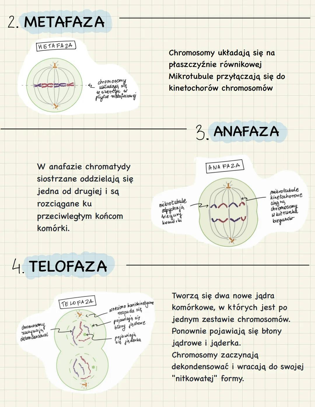 Cykl komórkowy i jego fazy - Fazy mitozy i mejozy, replikacja DNA ...