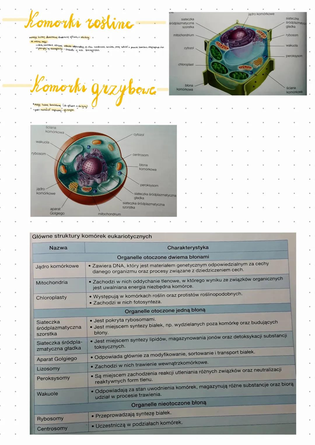Proste wyjaśnienie: Budowa komórki zwierzęcej i roślinnej: opis i ...