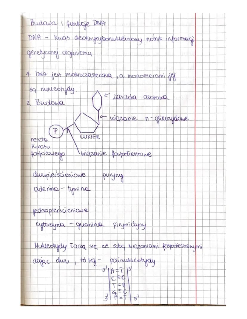 Proste wyjaśnienie: DNA i RNA: Budowa, Funkcje i Rysunki (Biologia ...