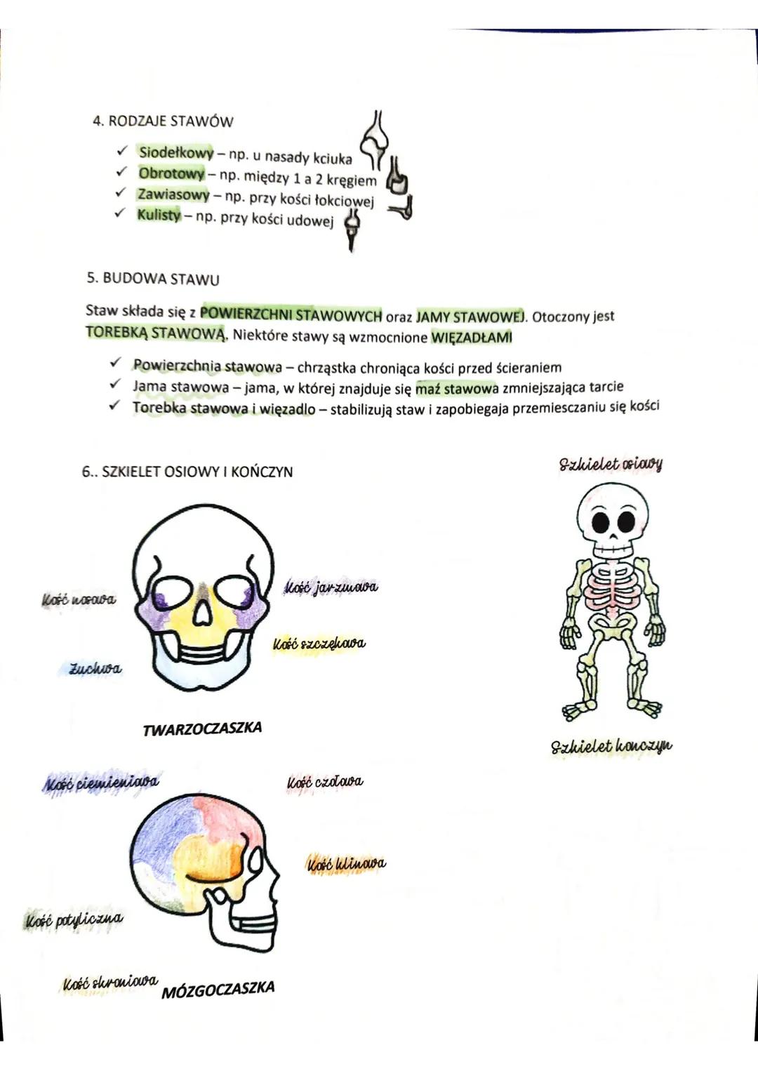 Układ kostny człowieka - Budowa i funkcje szkieletu (Biologia) - Knowunity